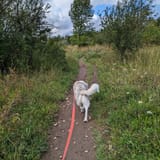 Loree Forest Loop, Ontario, Canada - 1,245 Reviews, Map | AllTrails