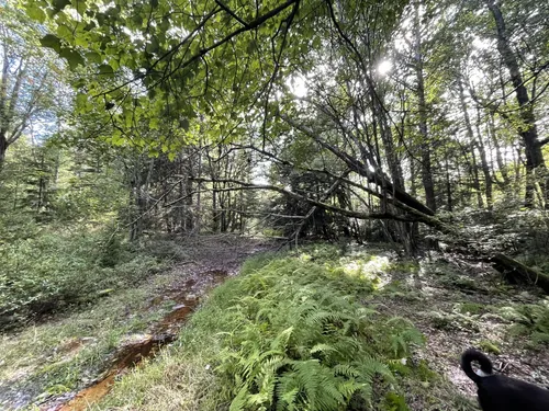 Best Hikes and Trails in Maple Tract Preserve | AllTrails