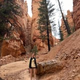 Navajo Loop Trail, Utah - 3,659 Reviews, Map | AllTrails