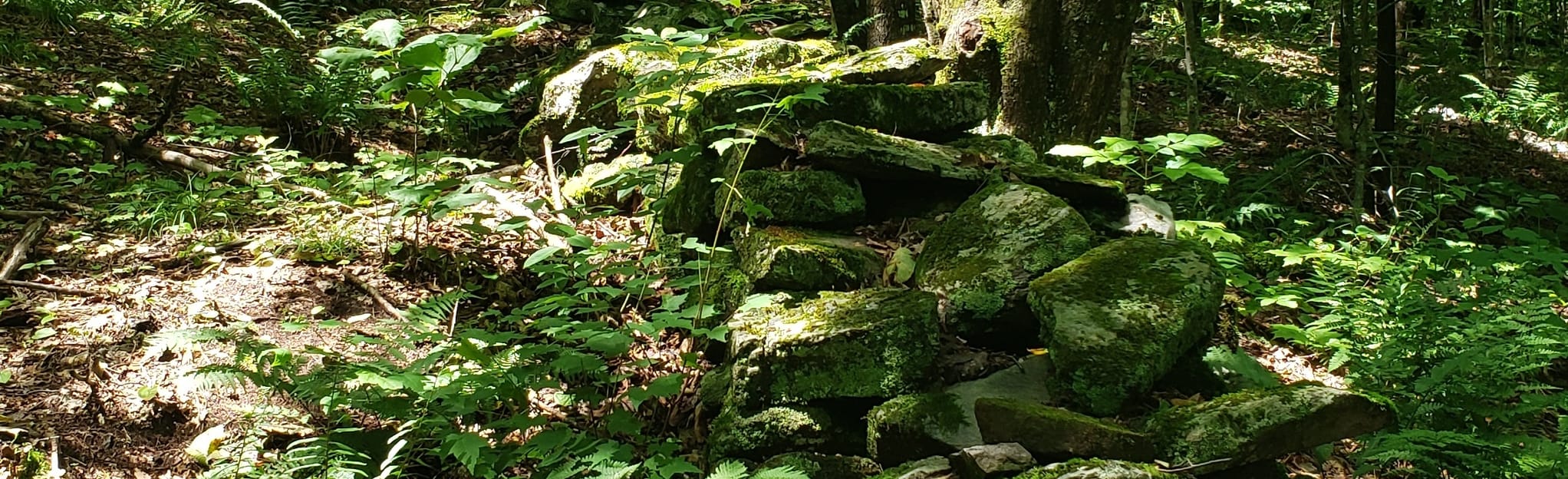 Ledges Loop Trail, Vermont - 46 Reviews, Map | AllTrails