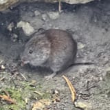 Red Rock Point via Red Point Trail, Montana - 513 Reviews, Map | AllTrails