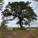 Lake Grapevine Horseshoe Trail, Texas - 1,978 Reviews, Map | AllTrails