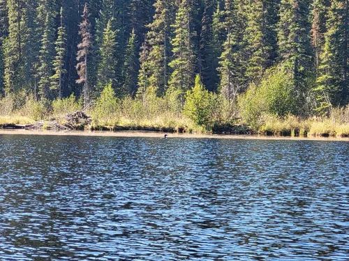 Best Hikes and Trails in Nancy Greene Provincial Park | AllTrails