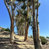 Encinitas Ranch Trail, California - 859 Reviews, Map | AllTrails