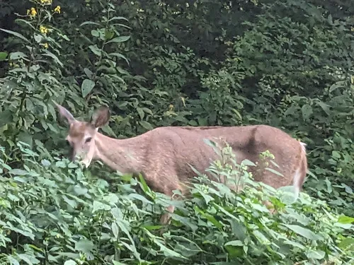 2023 Best Wild Flowers Trails in Bill Yeck Park | AllTrails