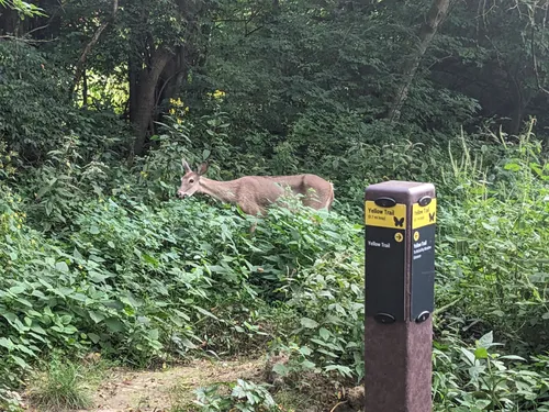 2023 Best Wild Flowers Trails in Bill Yeck Park | AllTrails