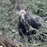 Suzy’s Cave Trail, Michigan - 168 Reviews, Map | AllTrails