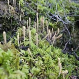 Edge of the World Trail, Alberta, Canada - 714 Reviews, Map | AllTrails