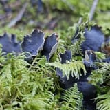 Edge of the World Trail, Alberta, Canada - 714 Reviews, Map | AllTrails