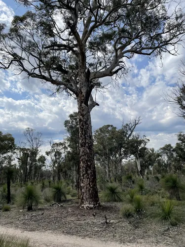 Best Hikes and Trails in Wandoo National Park | AllTrails