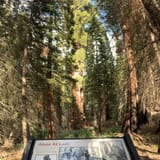 Boole Tree Loop, California - 194 Reviews, Map | AllTrails