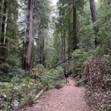 Bootjack Loop, California - 1,609 Reviews, Map | AllTrails