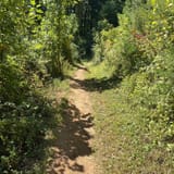 Chestnut Ridge Trail, Virginia - 470 Reviews, Map | AllTrails