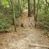 Koomer Ridge Trail, Kentucky - 597 Reviews, Map | AllTrails