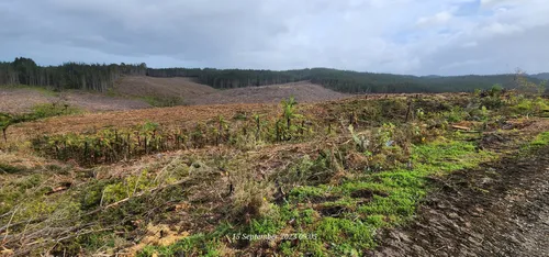 10 Best Hikes and Trails in Riverhead Forest | AllTrails