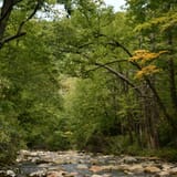 South Toe River Loop Trail, North Carolina - 431 Reviews, Map | AllTrails