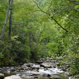 South Toe River Loop Trail, North Carolina - 431 Reviews, Map | AllTrails