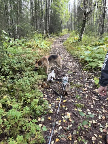 Best Hikes and Trails in Nancy Lake State Recreation Area | AllTrails