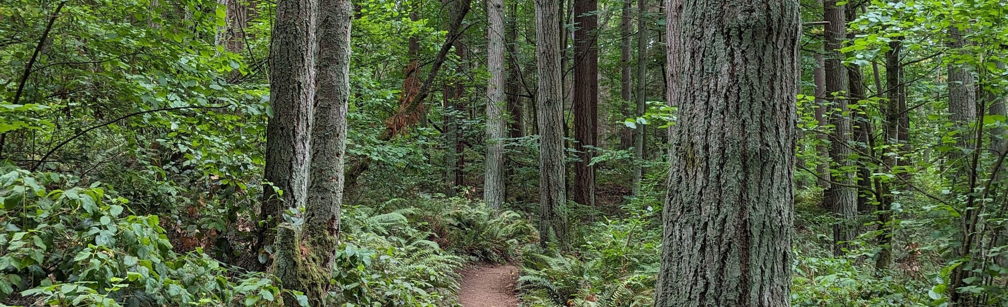 Dash Point Trail, Washington - 1,143 Reviews, Map | AllTrails