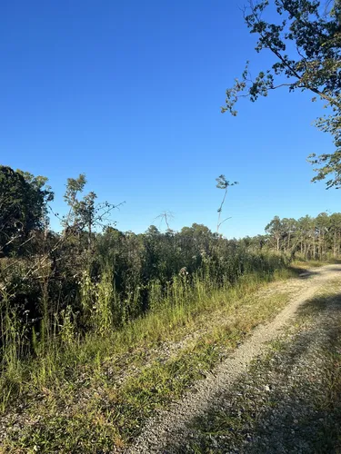 Best Hikes and Trails in Duke Forest | AllTrails