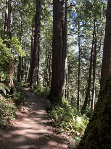 2023 Best Walking Trails in Oswald West State Park | AllTrails