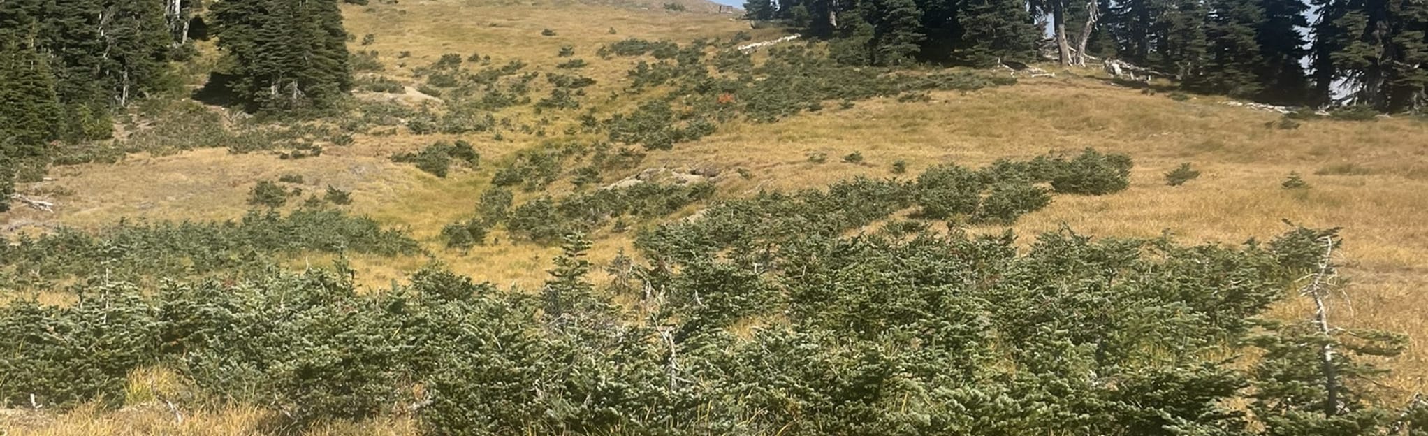 Big Meadow Loop, Washington - 97 Reviews, Map | AllTrails