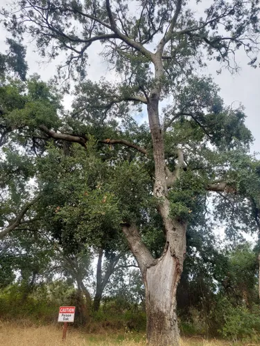 Best Hikes and Trails in Dos Picos County Park | AllTrails