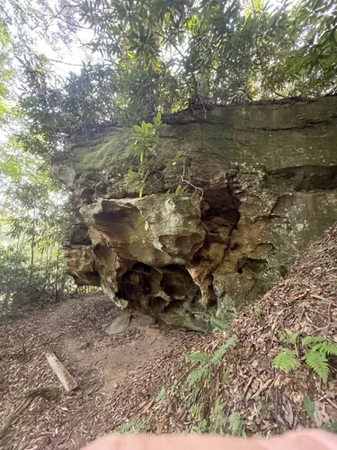 Best Hikes and Trails in Muir Valley Nature Preserve | AllTrails