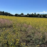 Campbell Mesa Loop, Arizona - 1,204 Reviews, Map | AllTrails