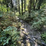 Tryon Creek Triple Bridge Loop, Oregon - 1,373 Reviews, Map | AllTrails