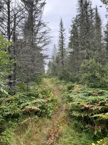 Best Hikes and Trails in McCormick Wilderness | AllTrails