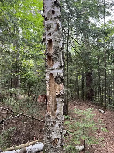 Best Hikes and Trails in Van Riper State Park | AllTrails