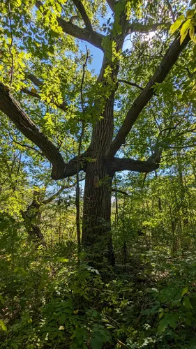 Best Hikes and Trails in Selkirk Provincial Park | AllTrails