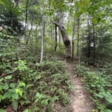 Three Forks and Springer Mountain via Appalachian Trail, Georgia - 743 ...