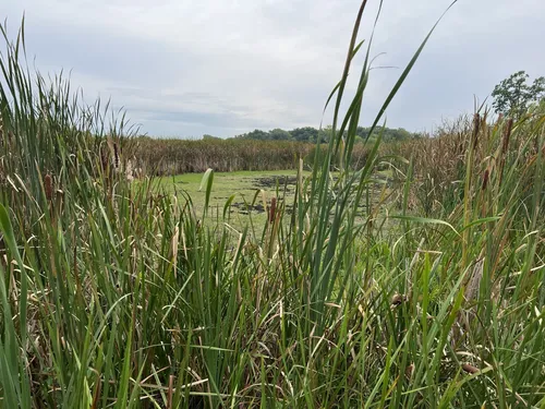 Best Hikes and Trails in Volo Bog State Natural Area | AllTrails