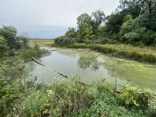 Best Hikes and Trails in Volo Bog State Natural Area | AllTrails