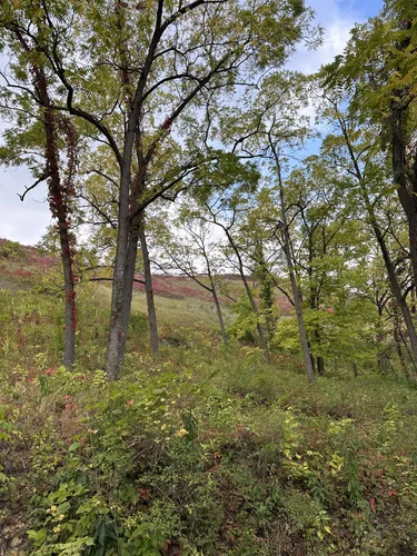 2023 Best Wild Flowers Trails in Red Wing | AllTrails