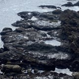 Salt Point Trail to Stump Beach, California - 701 Reviews, Map | AllTrails