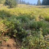 Klahhane Ridge via Switchback Trail, Washington - 403 Reviews, Map ...