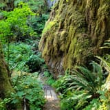 Santiam Wagon Road to House Rock, Oregon - 462 Reviews, Map | AllTrails