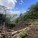 Manoa Cliff Trail, Oahu, Hawaii - 803 Reviews, Map | AllTrails