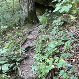 Zaleski South Loop Trail, Ohio - 903 Reviews, Map | AllTrails