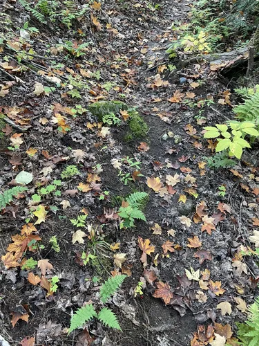 Best Hikes and Trails in McCormick Wilderness | AllTrails