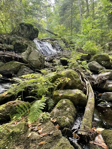 Best Hikes and Trails in McCormick Wilderness | AllTrails