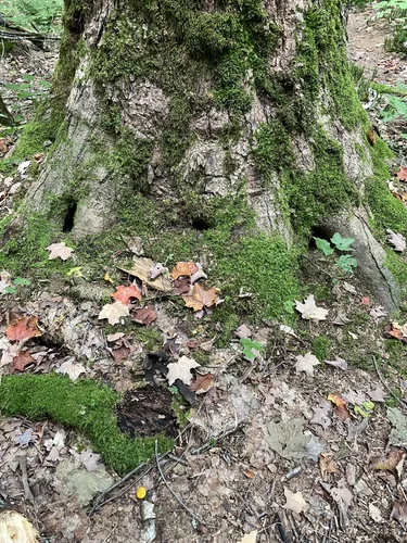 Best Hikes and Trails in McCormick Wilderness | AllTrails