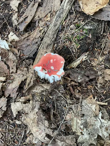 Best Hikes and Trails in McCormick Wilderness | AllTrails