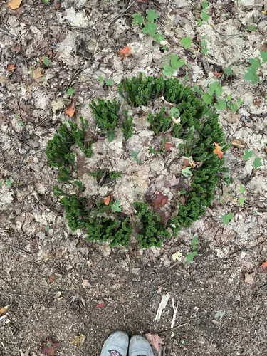 Best Hikes and Trails in McCormick Wilderness | AllTrails