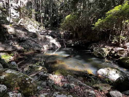 Best Moderate Trails in Numinbah Valley | AllTrails