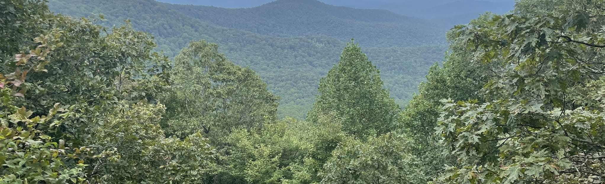 Benton MacKaye Springer Mountain Loop: 658 Reviews, Map - Georgia ...