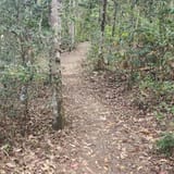Conondale Range Great Walk: Booloumba Creek - Wongai Camp, Queensland ...